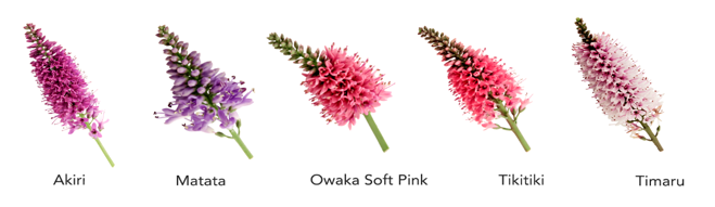 Beautiful Kiwi Hebe™ varieties from Queen® Genetics - Queen® Genetics